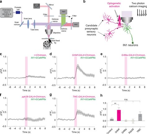 A Gut Brain Gut Interoceptive Circuit Loop Gates Sugar Ingestion In Drosophila Pmc
