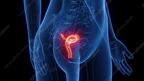 Animation Of The Female Sexual Organs Stock Video Clip K012 1452 Science Photo Library