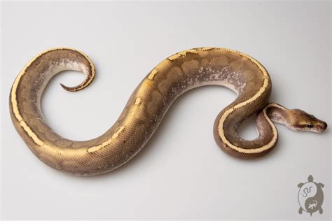 Python Regius Python Royal Boutique Terrario Center