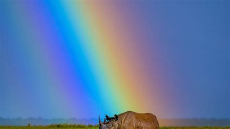 When Hippos ‘fly Scientists Discover That The Giant Creatures Can