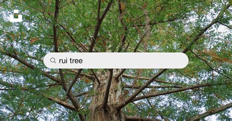 Rui Tree Pictures Download Free Images On Unsplash