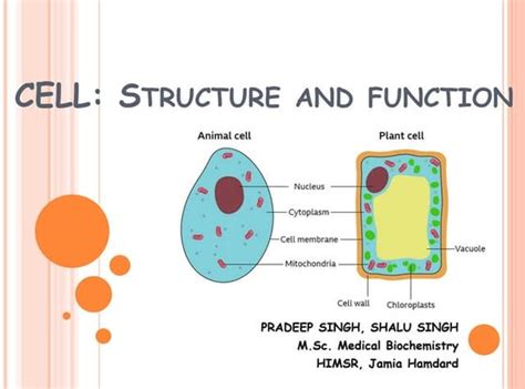 cell and cell theory ppt