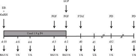 Diagram Of Activities Cows Were Submitted To A Fixed Time Artificial