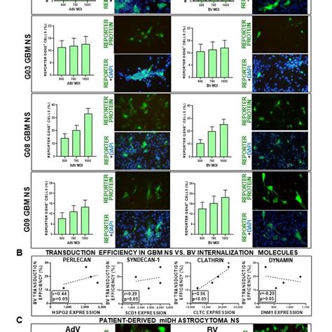 Transduction Efficiency Of Adv And Bv In Patient Derived Gbm And Midh