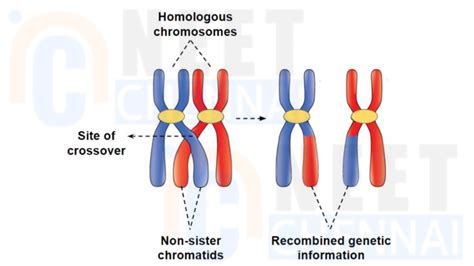 Difference Between Homologous And Non Homologous Chromosomes Neet Chennai