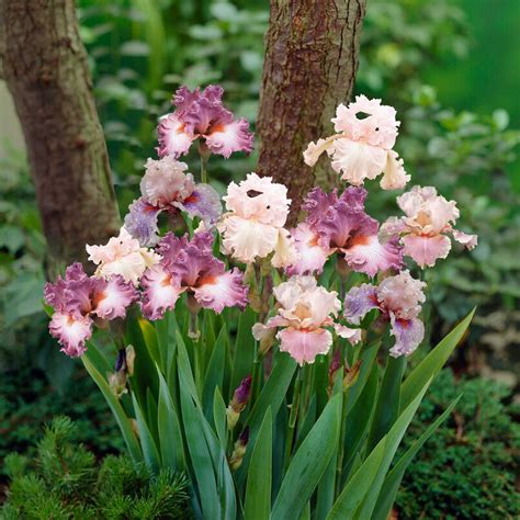 Bearded Iris Plants Harriets Iris Garden Fine Gardening