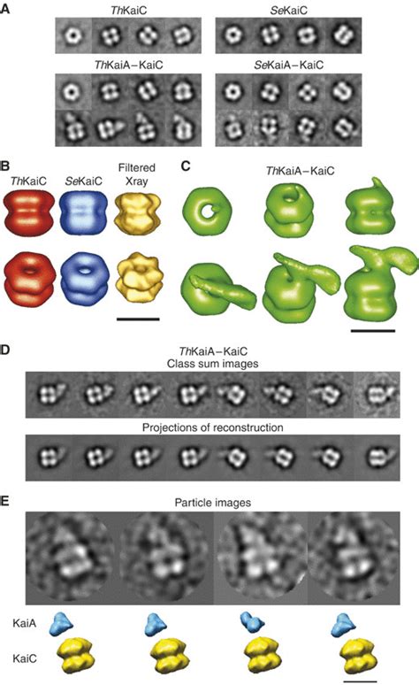 Electron Microscopy Of Kaic And Kaia Kaic Complexes A Selected Class Download Scientific