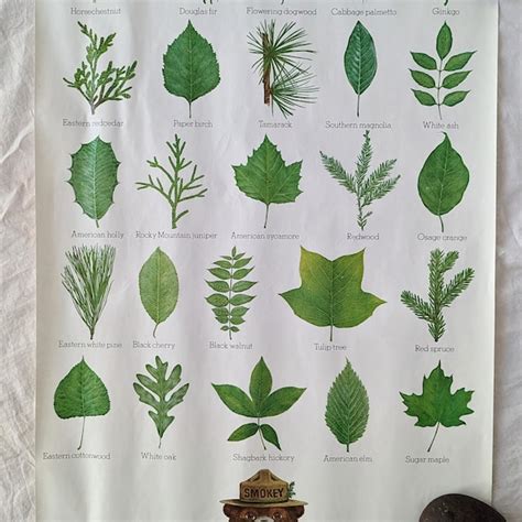 Tree Leaf Identification Poster Etsy