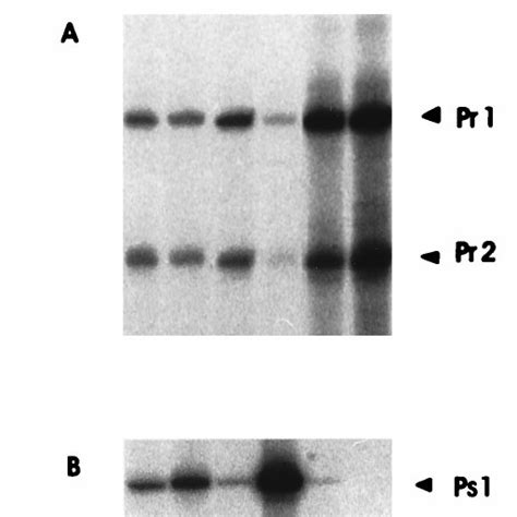 Autoregulation Of Xylr Gene Expression And Expression From The Ps