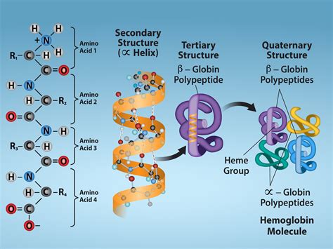Solved 2 Explain The 4 Levels Of Protein Structure Primary