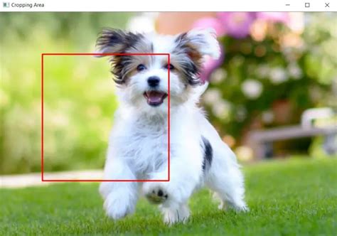 Ways To Crop Image In Python Using NumPy Pillow And OpenCV MLK Machine Learning Knowledge