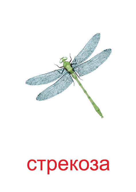 Стрекоза — Все для детского сада