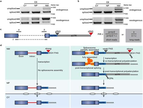 Regulation Of Splicing Through Progressive Polyadenylation A B Download Scientific Diagram