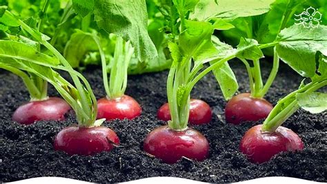 ТОП потрясающих сортов и гибридов редиса на любой вкус | НПО «Сады ...