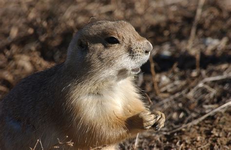 Adw Cynomys Ludovicianus Pictures