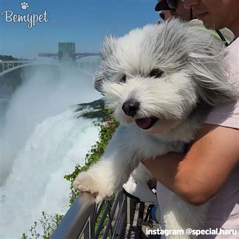 말티즈시베리안 허스키 말스키에 대해 알아보자 비마이펫