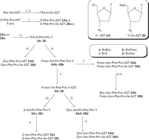 Synthetic Scheme For The Targeted Peptide Azt Ester Conjugates Download Scientific Diagram
