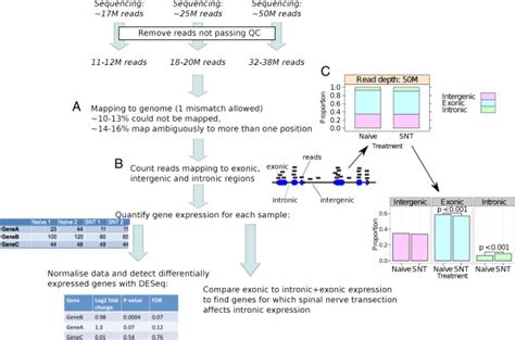 RNA Seq Procedure And RNA Seq Analysis Pipeline CDNA Libraries Were Download Scientific