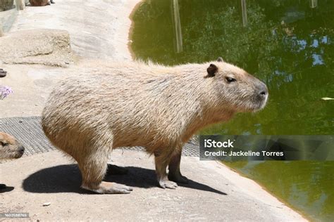 Capybara Is The Largest And Heaviest Living Rodent In The World Stock