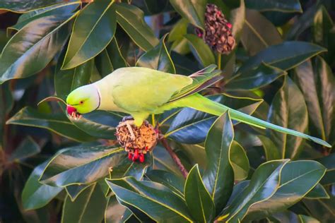 Parrots In California Global Birding Initiative