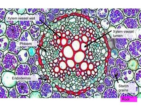 Xylem And Phloem Microscope Zea Stem Cross Section Vascular Bundle Vascular Tissue