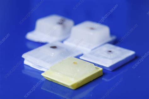 Microscopy Samples Embedded In Paraffin Stock Image F022 9828