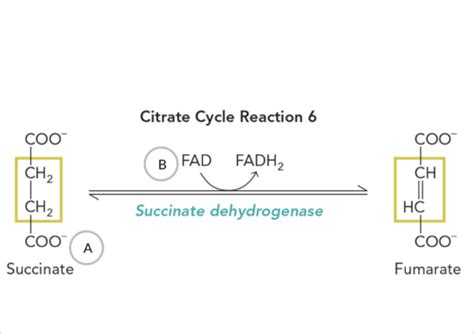 Smartwork Chapter 10 Pdh And Tca Flashcards Quizlet