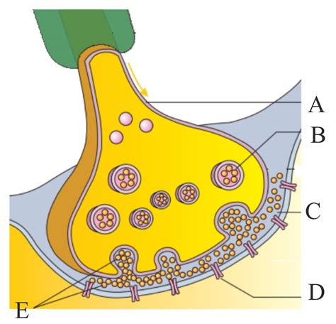 Axon Terminal Diagram Location