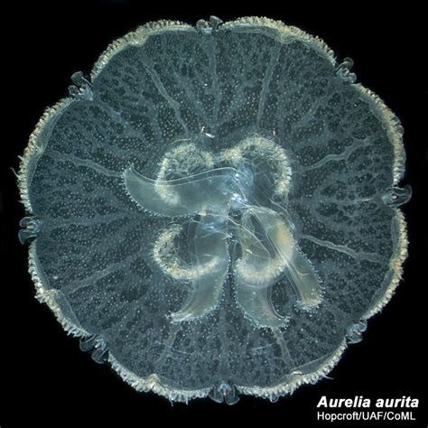 Scyphozoa Aurelia