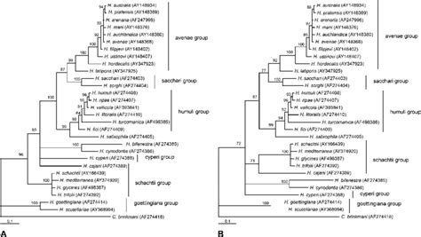 the 50 majority rule consensus trees from bayesian analysis generated