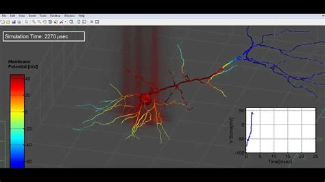 Simulation Of Complex Optical Neural Stimulation Matlab Neuron Youtube
