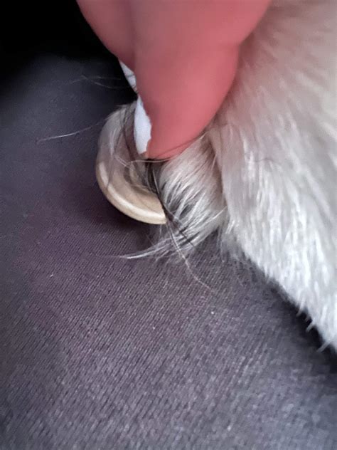 Wolfskralle Wo Schneiden Gesundheit Haare