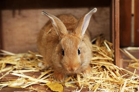 Premium Photo Cute Rabbit In Barn Close Up