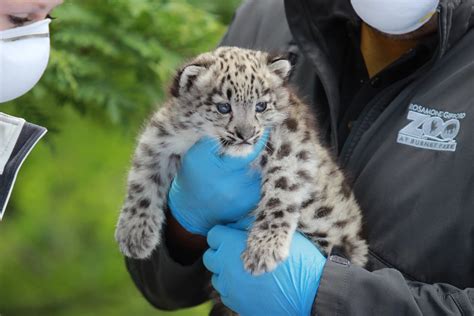 Snow Leopard Babies