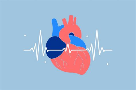Heart Rate Variability And Sleep Amerisleep