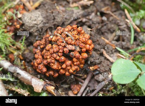 Root Nodules Hi Res Stock Photography And Images Alamy