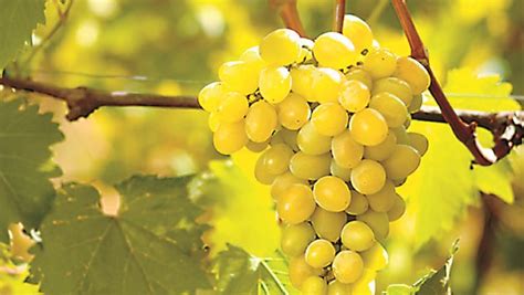 Още атрактивни бели десертни сортове лози за двора Български Фермер