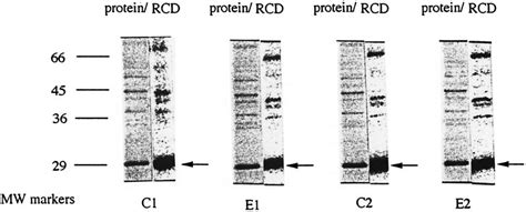 Western Blot Data In Triplicate Revealed A Significant Increase P 05 Download Scientific