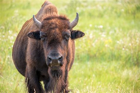 What Is The Difference Between Buffalo And Bison FindersFree Com