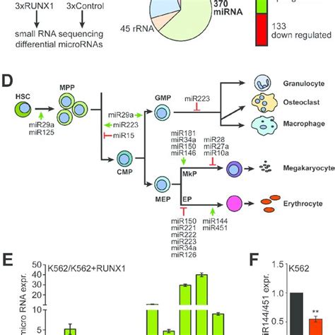 Identification Of Runx1 Regulated Micrornas A Schematic