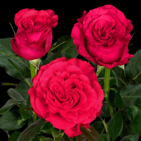 Exotix Berry® Plantec