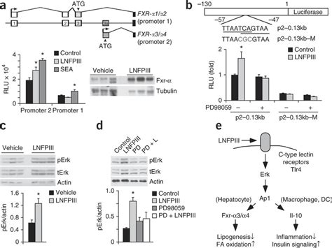 Induction Of Fxr α Activity By Lnfpiii Is Mediated By Erk Ap1