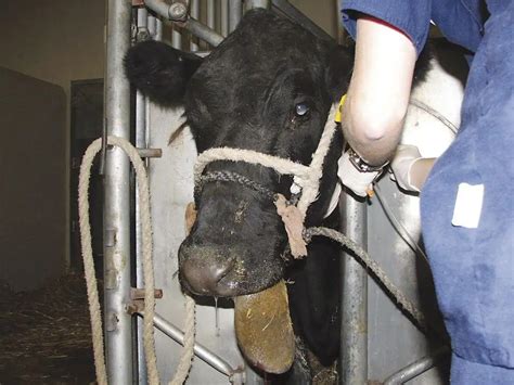 Look Out For Lumpy Jaw And Other Facial Diseases Western Livestock Journal