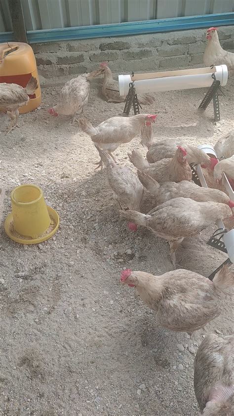 Chicken Object Detection Model By Chicken Hen Detection