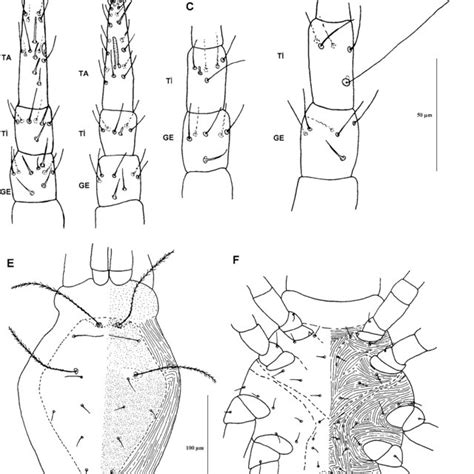 Pulaeus Quadrisolenidius Sp N Female Dorsum A Venter B