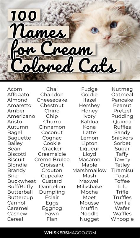 100 Sweet Names For Cream Colored Cats Whiskers Magoo