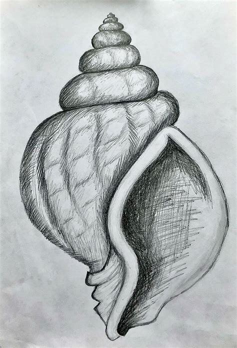 Best 12 Shell Drawing Artofit