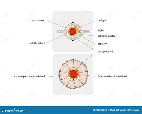 Astrocytes Schematic Diagram Of The Neurogliovascular Unit Stock