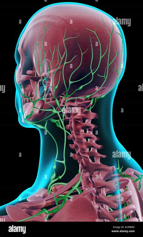 Lymph Nodes Head Neck Hi Res Stock Photography And Images Alamy