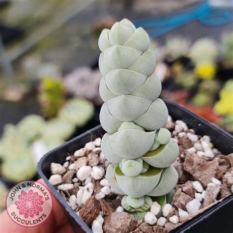 Crassula Plegmatoides Aka Crassula Arta John And Normas Succulents
